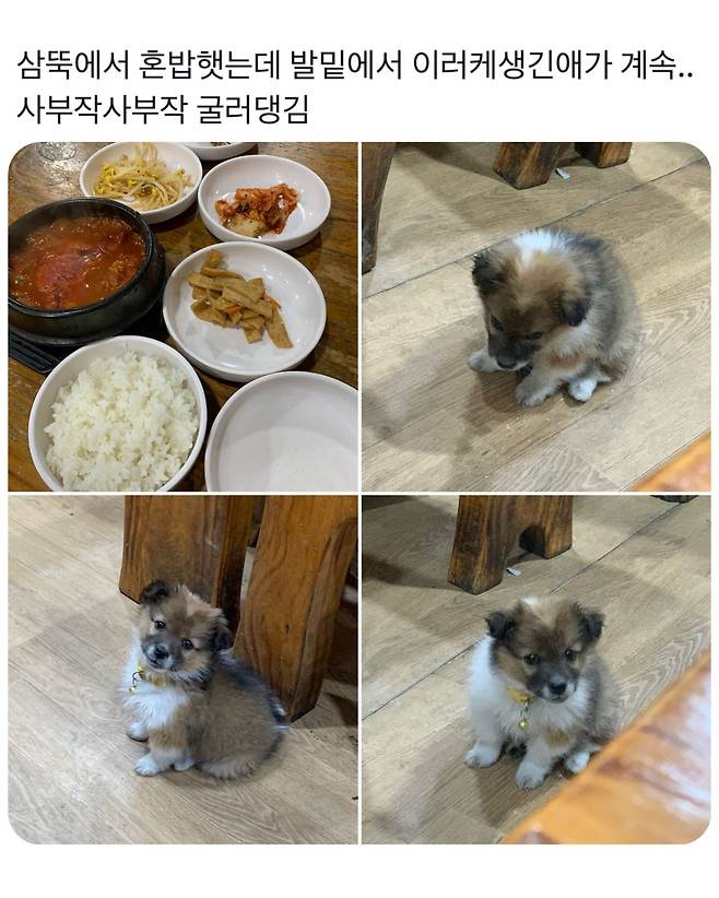혼밥 하는데 댕댕이가 발밑에서 계속 굴러다님 뽐뿌