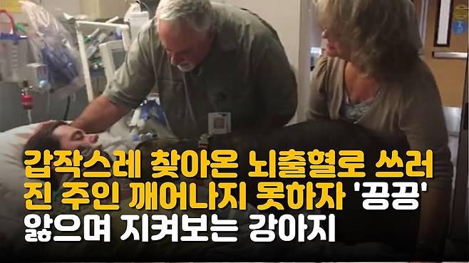 치매 걸린 탓에 길 잃고 서있는 노견 모습에 강아지와 고양이가 보인 행동 애니멀 플래닛