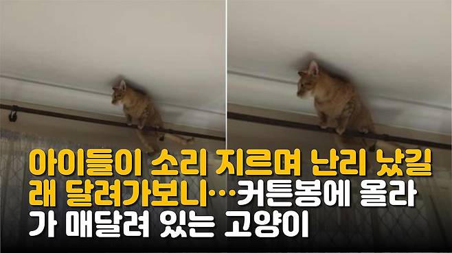 머리 쓰담쓰담해줬더니 기분이 좋은지 100만불짜리 미소 짓는 강아지 애니멀 플래닛