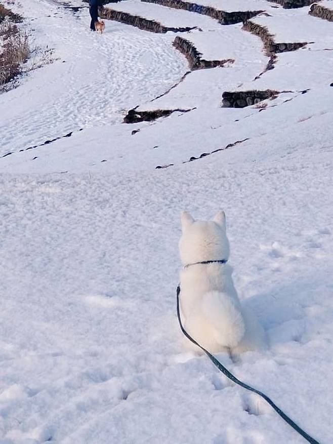 강아지가 수북하게 쌓인 눈밭에 엉덩이 깔고 앉아서 바라보고 있는 이것 애니멀 플래닛
