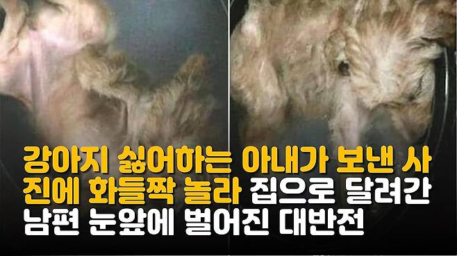 소파 틈사이 들어가 숨어있다가 강아지 발바닥 본 아기 고양이의 장난 애니멀 플래닛