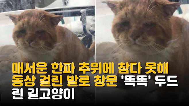 수의사가 주사 놓으려고 하자 두 눈 질끈 감더니 이내 눈물 흘리는 강아지 애니멀 플래닛