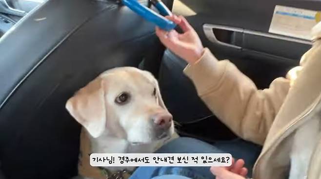 다이소 매장서 안내견 쫓아내장애인 앵커가 당한 차별