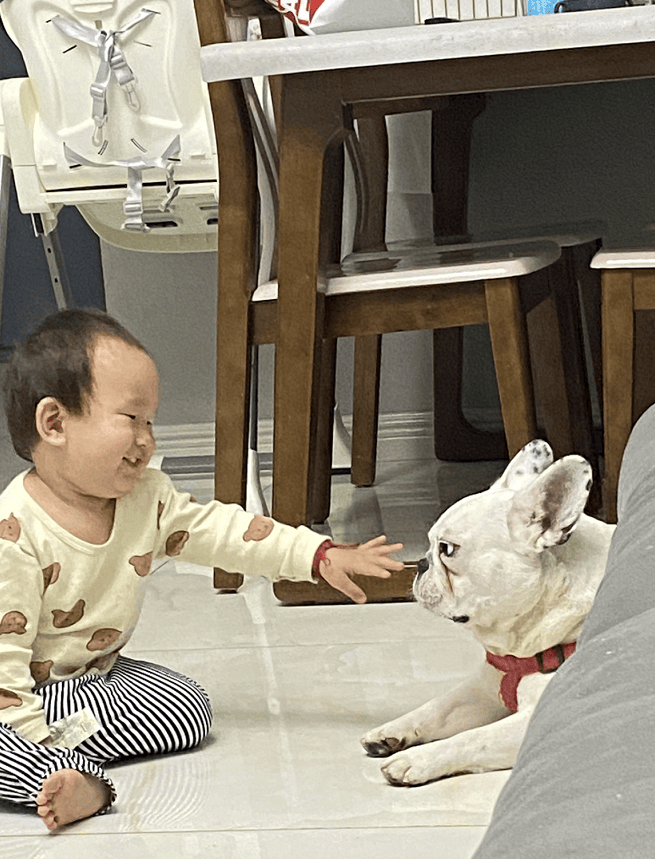 내 삶은 어디에 육아에 지친 강아지 재미진