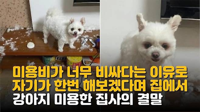 눈 마주친 손님들에게 입 삐쭉 내밀며 치명적 눈웃음 짓는 강아지 애니멀 플래닛