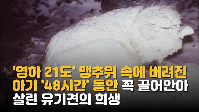 혹시나 고양이가 갑자기 보이지 않는다면 걱정마시고 이곳을 찾아보세요 애니멀 플래닛