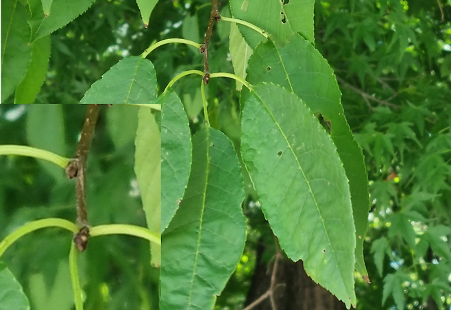 겨울 식물과 친해지기 위한 방법 겨울눈 관찰하기 식물알림장