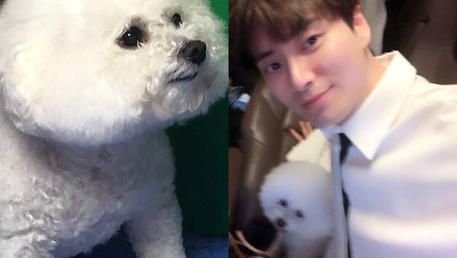 무지개다리 건넌 반려견 위해 Oo한 톱스타 맥스무비