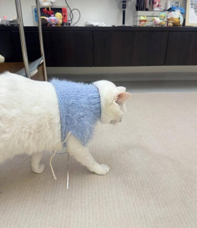 스웨터 입은 고양이를 소개합니다 재미진