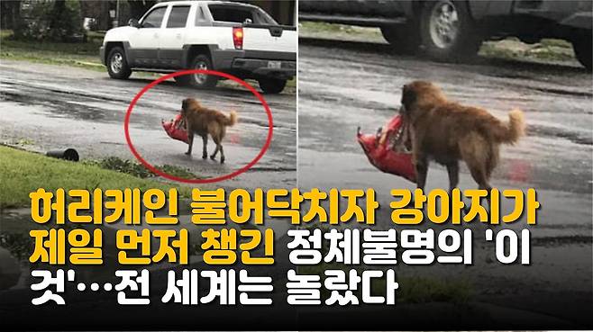 오동통한 배 내밀고 어서 빨리 자기 좀 안아달라며 두 팔 쭉 뻗은 고양이 애니멀 플래닛