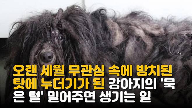 새끼 고양이 추울까봐 긴 양말로 이불 만들어서 씌워준 집사의 남다른 사랑 애니멀 플래닛