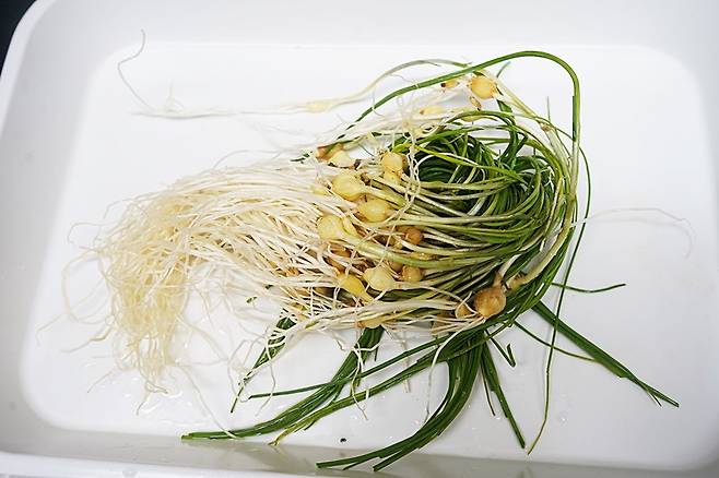 봄이 오려나요 달래장 이것만 지키면 맛있게 만들 수 있어요 라비키친 주부요리