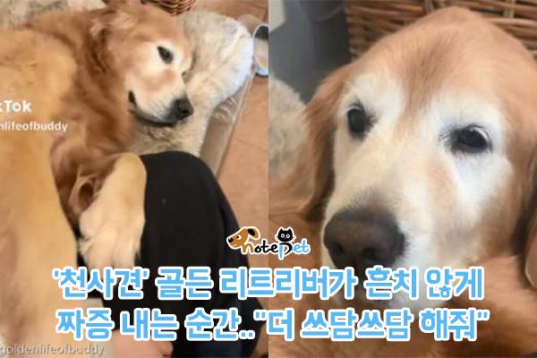 도둑이 훔친 가방에 담겨 있던 새끼 고양이출동한 경찰에게 다가가 노트펫