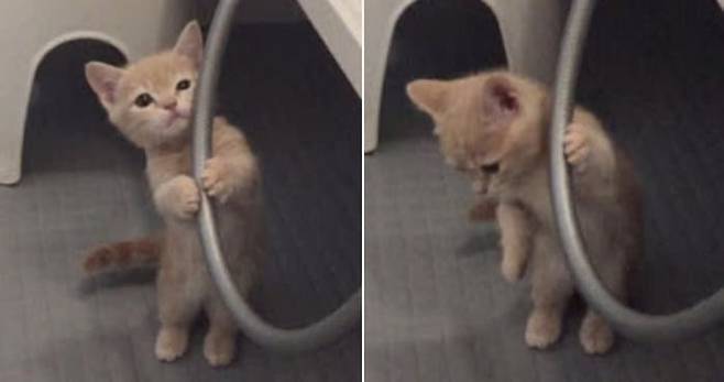 고양이 목욕 시키려고 욕실에 데려왔는데 마음이 약해졌어요 애니멀 플래닛