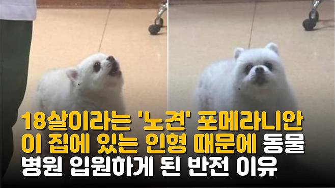 고양이 엄청 좋아한다고 했더니 카페 직원분이 하품하는 냥이 그려줬어요 애니멀 플래닛
