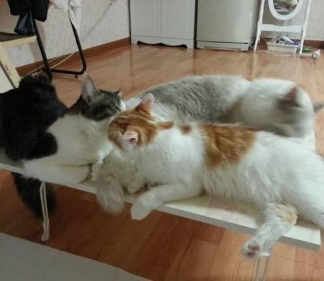 깜빡 잊고 보일러 안 끄고 나갔다가 집에 돌아온 고양이 집사가 목격한 광경 애니멀 플래닛
