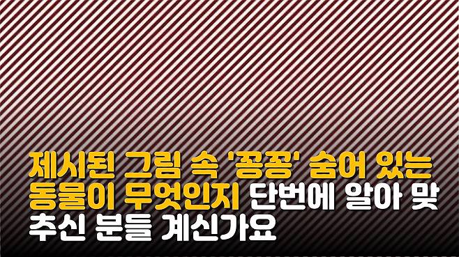엄마만 보면 반가워하는 울집 댕댕이 머리가 멀쩡한 곳이 없어요 애니멀 플래닛