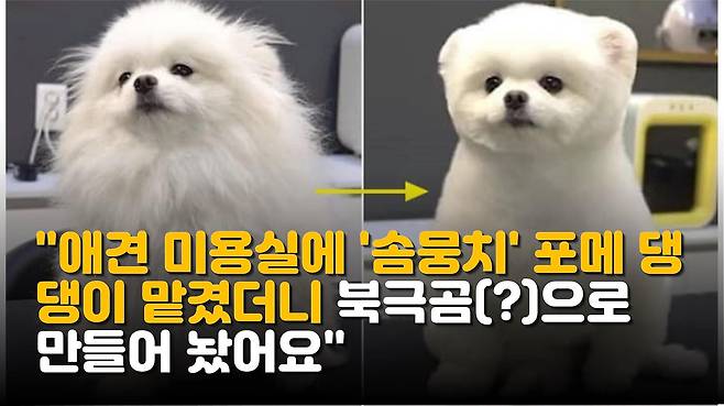 매일 하트 무늬로 사랑 고백하는 고양이 덕에 오늘도 심쿵합니다 애니멀 플래닛