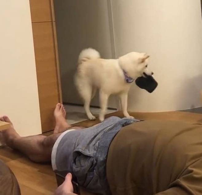 신발장에서 집사 몰래 입에 슬리퍼 물고 숨기려 했다가 딱 걸린 강아지 애니멀 플래닛