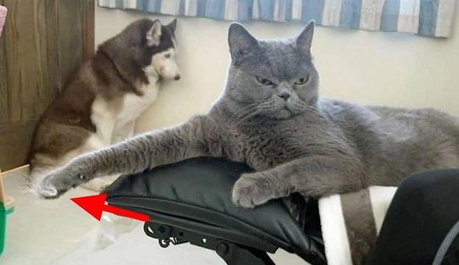 고양이 만만하게 보고 덤볐던 강아지가 한쪽 구석에 찌그러져있는 이유 애니멀 플래닛