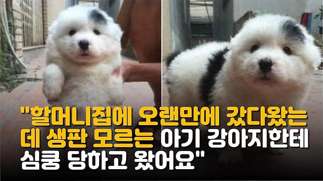 움직이는 코알라 몸무게 재는 신박한 방법 애니멀 플래닛