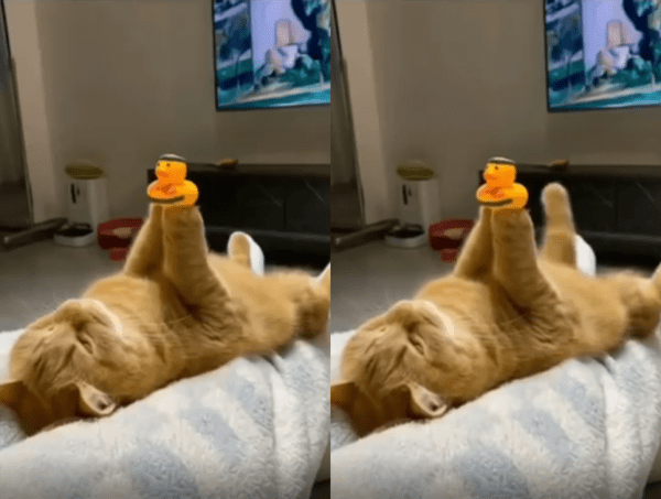 작은 오리 친구와 함께 편안하게 누운 고양이 디피펫