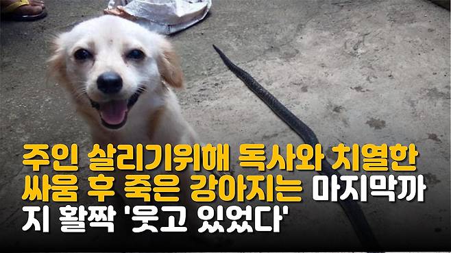 소파에 뒷다리 올려놓고 몸 길게 늘리고 있는 시베리안 허스키의 반전 행동 애니멀 플래닛