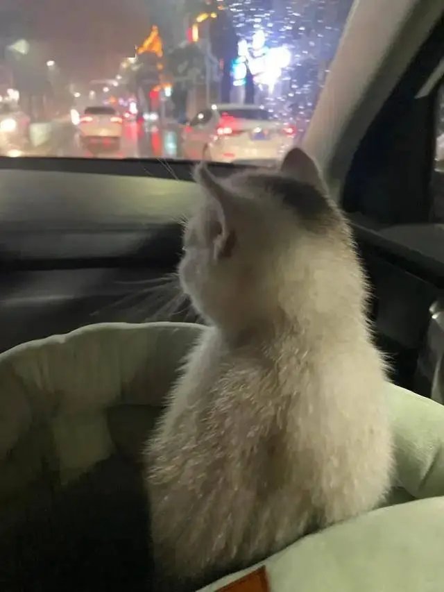 딸에게 고양이 두 마리를 선물하면 벌어지는 일 재미진