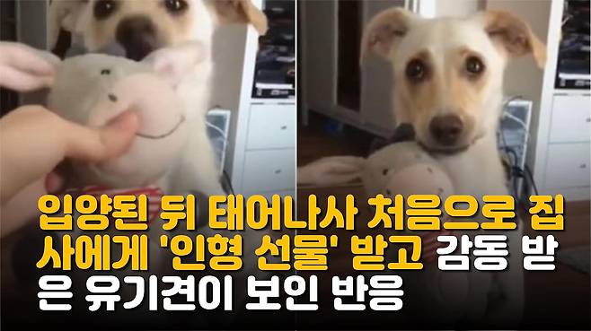 의자 팔걸이에 있다가 할머니에게 애정표현하고 싶었는지 뽀뽀하는 고양이 애니멀 플래닛