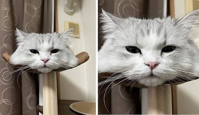 캣타워에 고양이 머리만 툭 떨어진 줄 알고 심장 철렁했어요 애니멀 플래닛