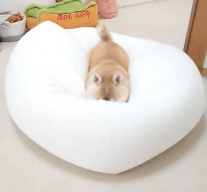 거대한 마시멜로 속 파묻힌 줄 알았다는 귀요미 정체 애니멀 플래닛