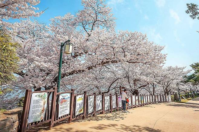 여름만 유명한 줄 알았지 봄에도 꼭 가봐야 할 국내 여행지 여행을말하다