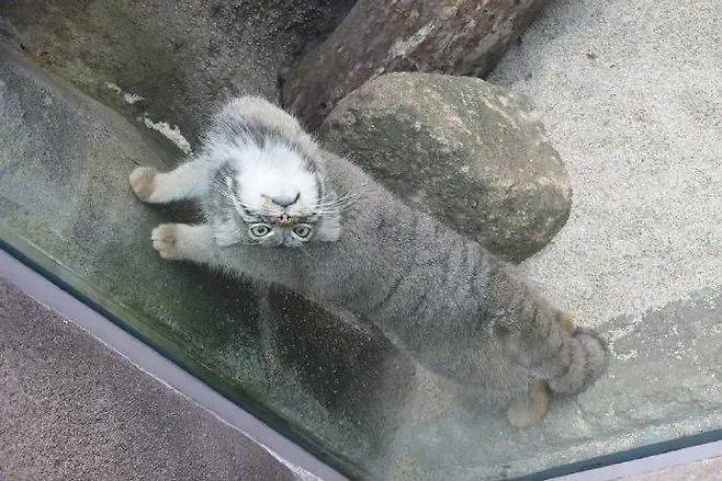 야생 고양이 마눌이 목 꺾고 정지하면 벌어지는 일 재미진
