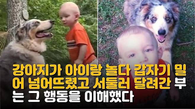 엄마 짐이 담긴 캐리어 가방 바닥에 펼쳐놓았더니 강아지의 귀여운 행동 애니멀 플래닛