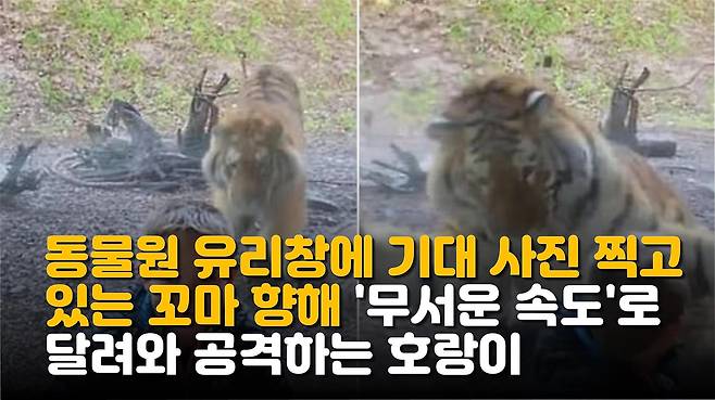 댕댕이가 목욕 중에 도저히 못하겠다며 뛰쳐나와 삐져있어요 애니멀 플래닛