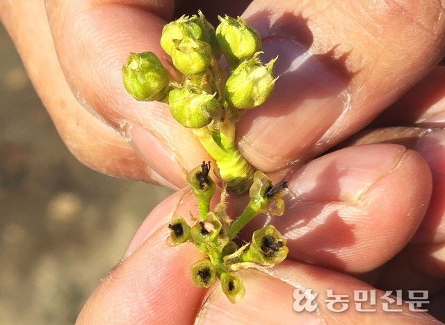 갑작스런 추위에 배 언피해애타는 ‘농심