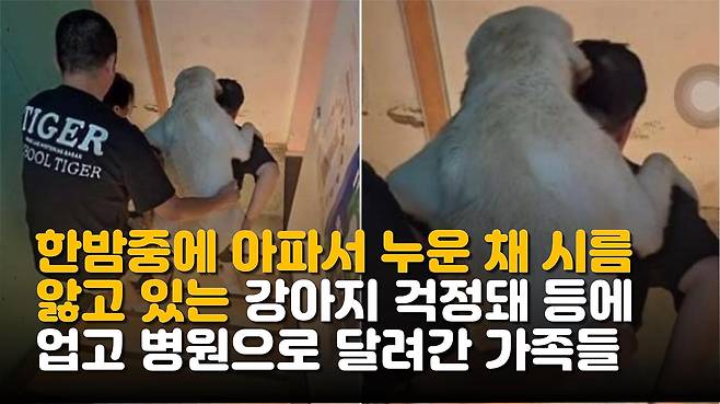 집에 안 간다고 길바닥에 누워 떼쓰던 댕댕이의 최후 애니멀 플래닛