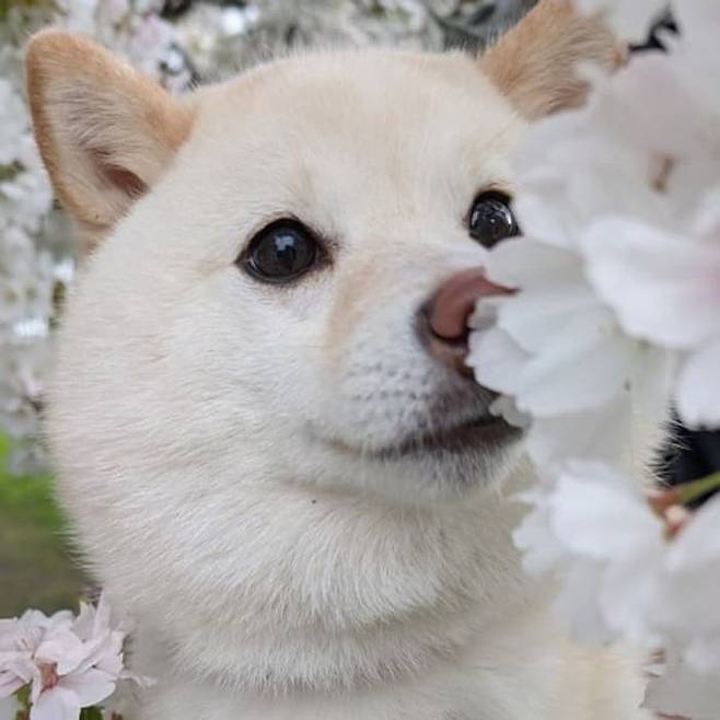 꼬리 흔들며 산책하러 나온 강아지가 분홍빛으로 물든 벚꽃을 대하는 자세 애니멀 플래닛
