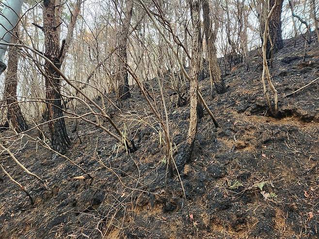 [단독]2년전 지리산 산불 대부분 자연복원…비결은 ‘활엽수림’