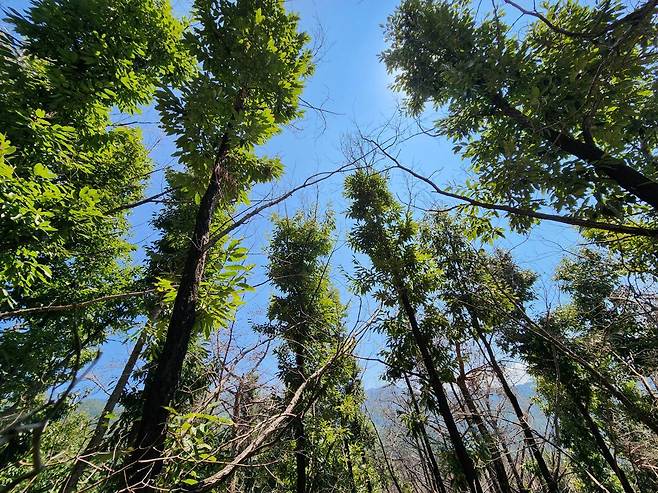 [단독]2년전 지리산 산불 대부분 자연복원…비결은 ‘활엽수림’