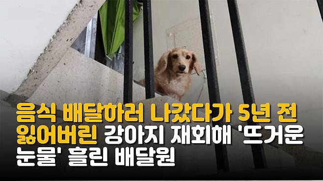 캣타워에 올라온 강아지가 달갑지 않았던 고양이가 앞발 내밀자 생긴 일 애니멀 플래닛