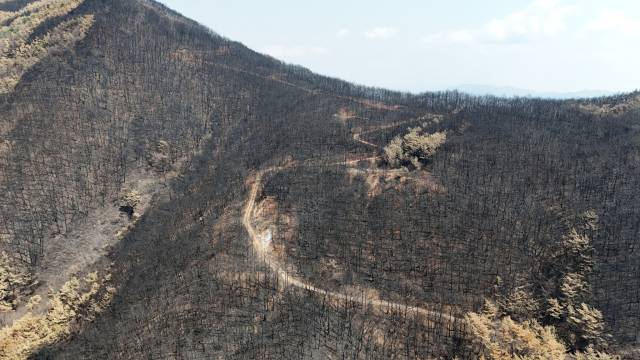 "활엽수 전부 베고 도로 내는 산림청, 대형 산불 부추긴다"