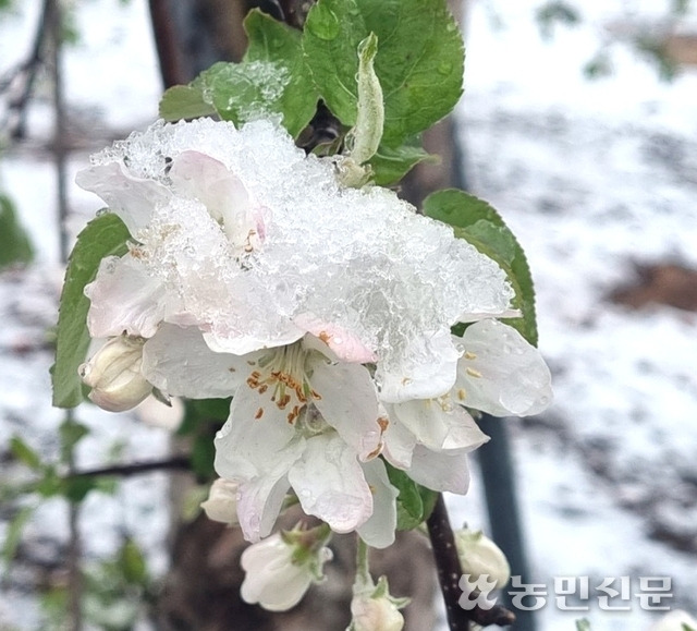 25년 농사에 이런 봄 처음4월 눈·우박에 저온피해 날벼락