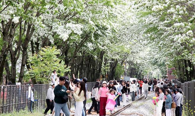 도심 속 철로 하얗게 물들인 이팝나무 ‘장관 전주시 철길 산책 축제