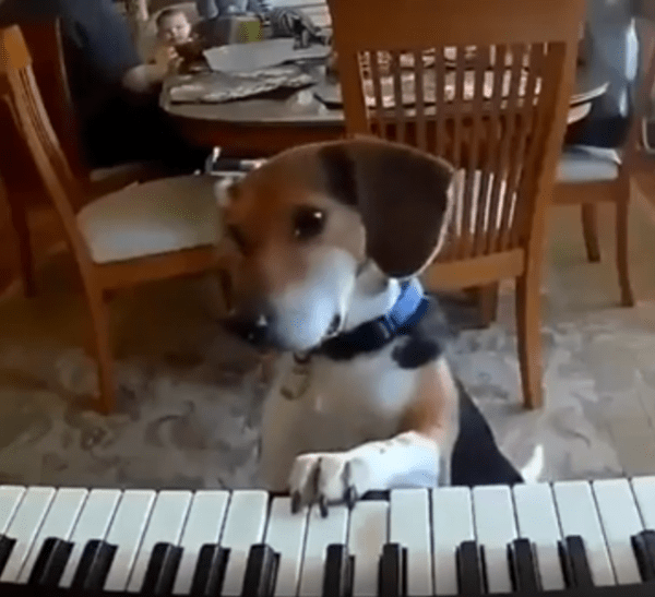 이 노래는 내 마음속에서 왔어요” 피아노를 치며 하울링하는 강아지의 진심 가득한 연주회 디피펫