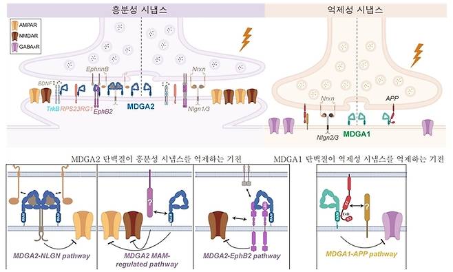 뇌 신호 조절하는 단백질 찾았다” Dgist 흥분성 시냅스 기능 조절 핵심 수용체 작용 기전 규명