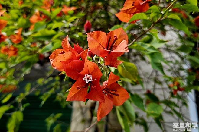 [포토친구] 부겐빌레아 꽃